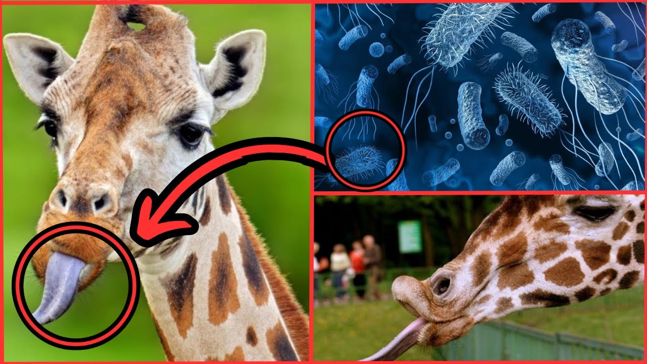 PORQUE A LINGUA DA GIRAFA É ROXA? - YouTube
