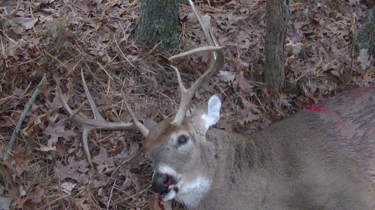 DROP TINE BUCK texas - YouTube