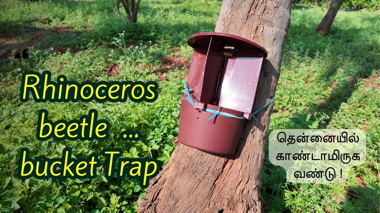 தென்னை: இந்த பக்கெட் போதும் காண்டாமிருக வண்டு பிரச்சினைக்கு! Rhinoceros ...