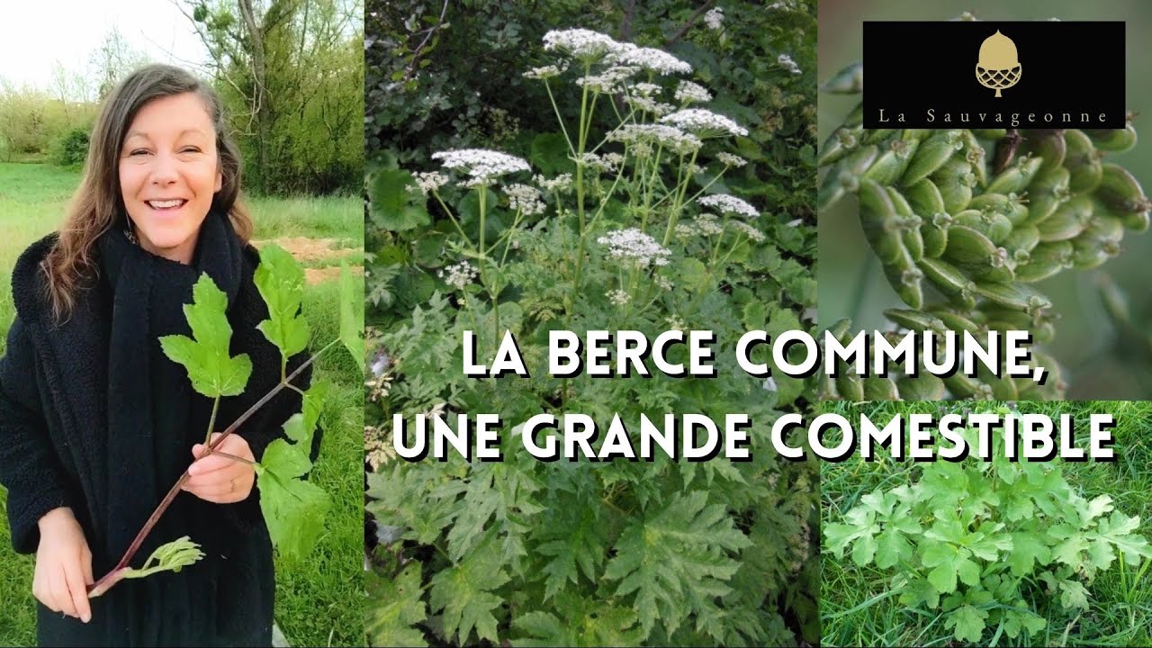 🌿La Berce commune🌿, une grande comestible 👍 - YouTube