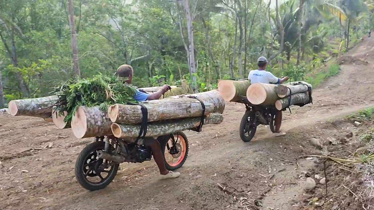 Their genius way of transporting wood from the forest was using ...