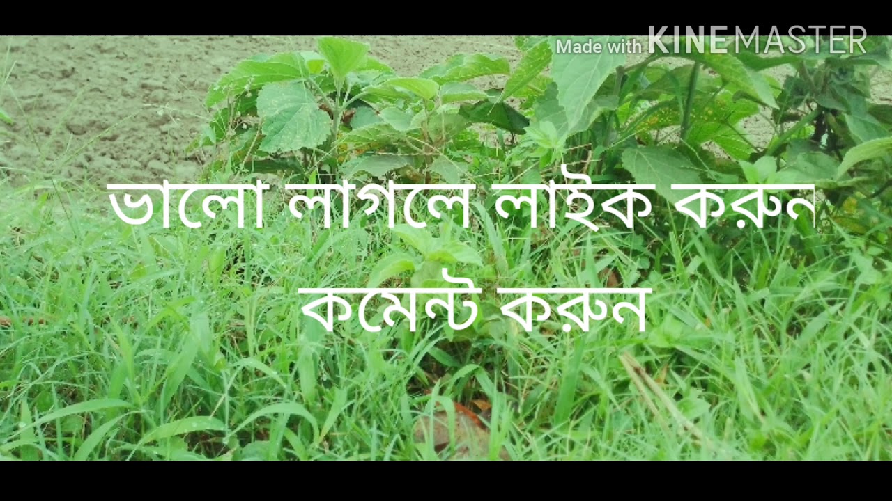 Arman Husain - YouTube