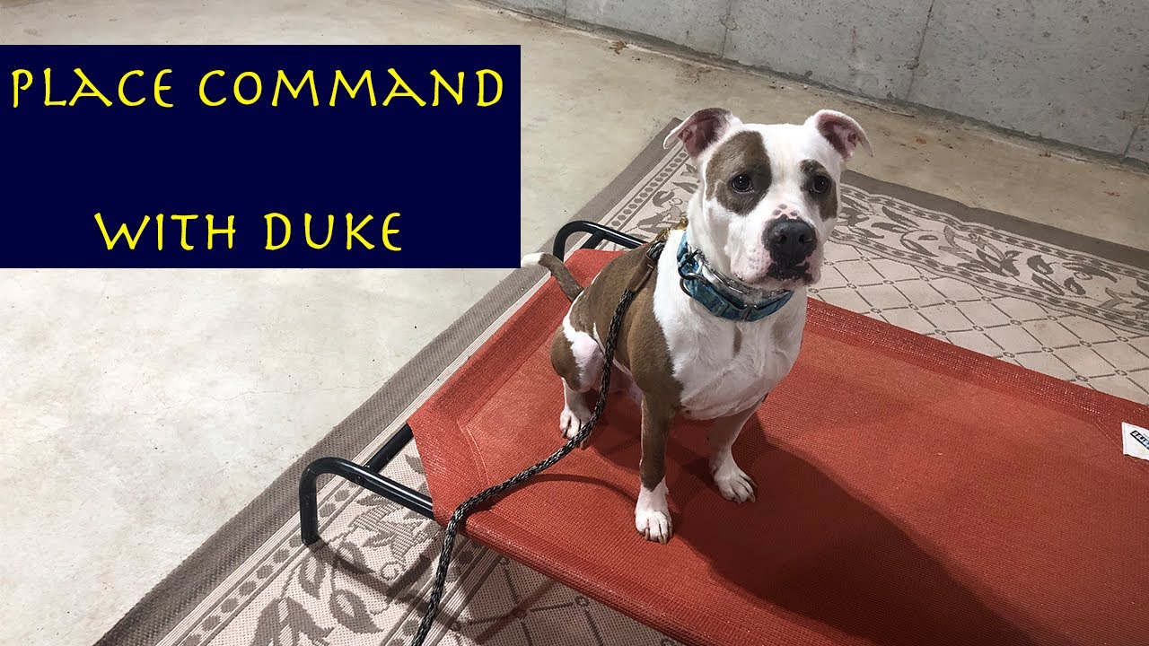 Training your dog the place command (Duke's Training) - YouTube