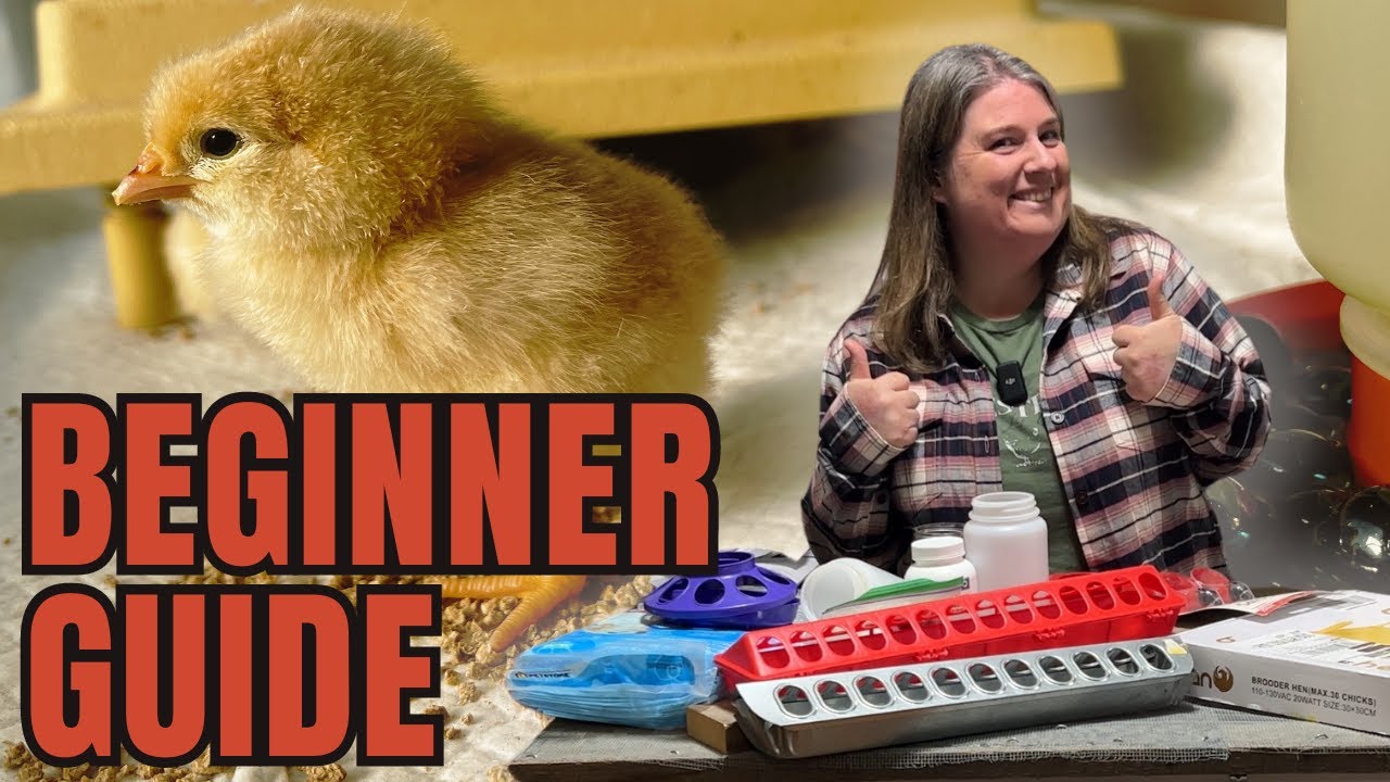 THE BEST Day Old CHICK BROODER Set Up! - YouTube