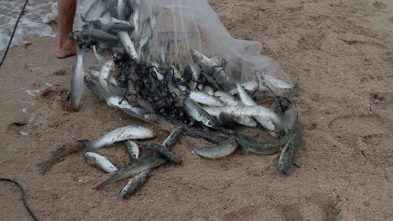 The Last Great Florida Mullet Run Bait Migration of 2003 - YouTube