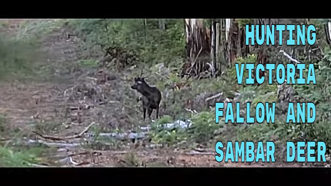 Hunting Victoria Fallow and Sambar Deer exp - YouTube