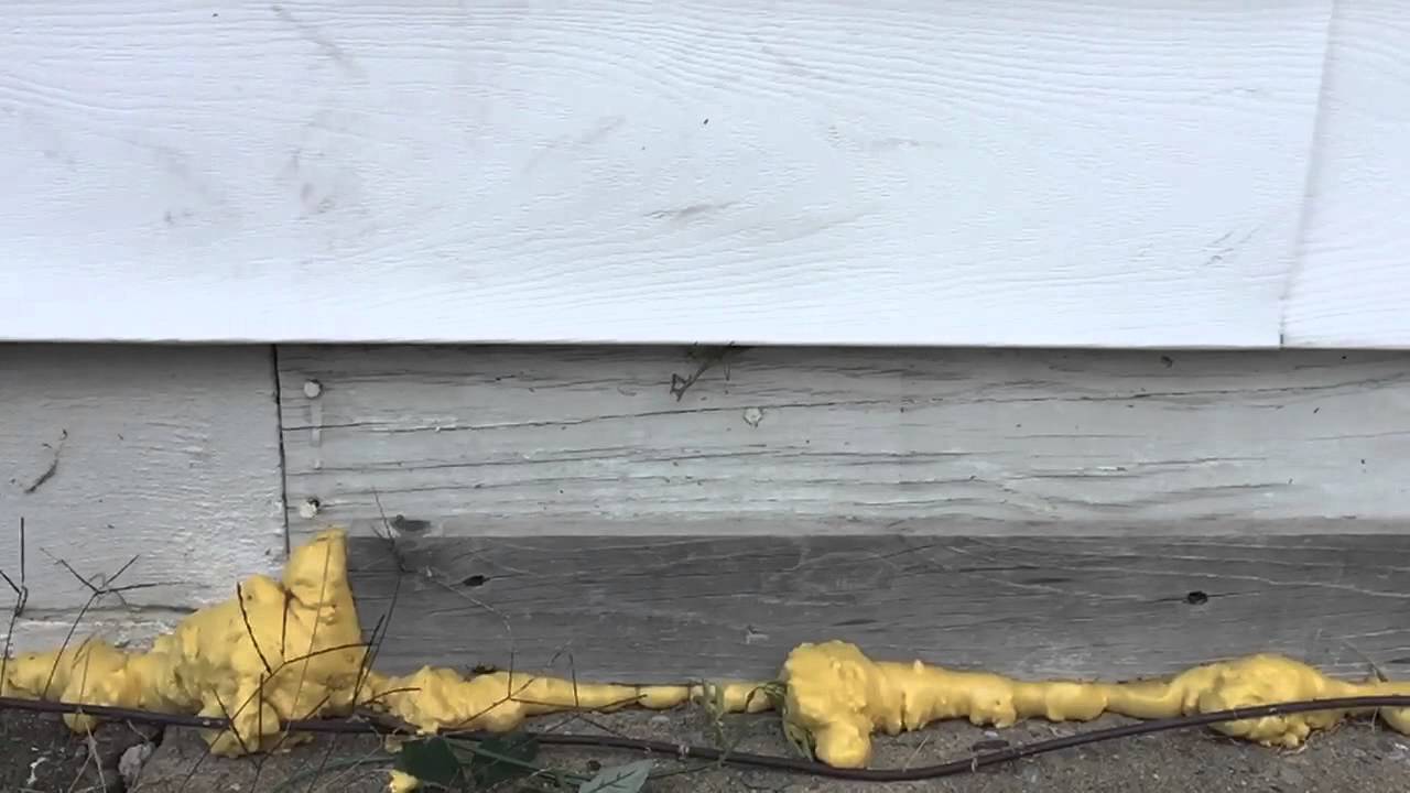 Praying Mantis vs. Yellow Jackets (slow mow) - YouTube
