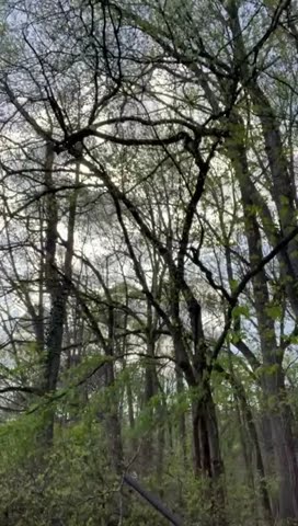 Amateur Cutting Low Hanging Limbs🥺 - YouTube