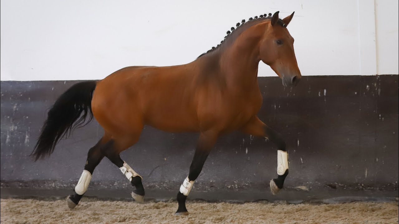 Horse for Sale | Young Bay Lusitano (REF#376) - YouTube