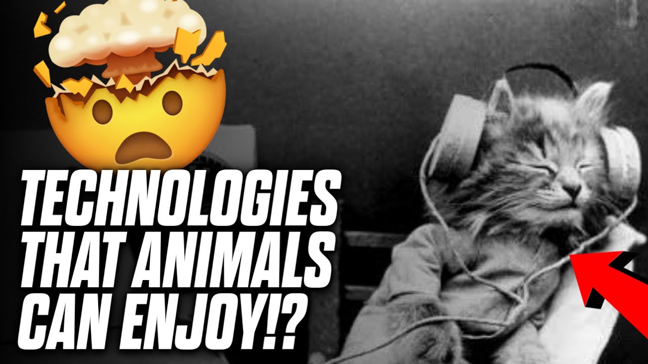 6 Modern Technologies That Animals Can Enjoy Too - YouTube
