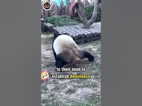 This Animal is Peeing while doing a Handstand! #shorts #animals #panda ...