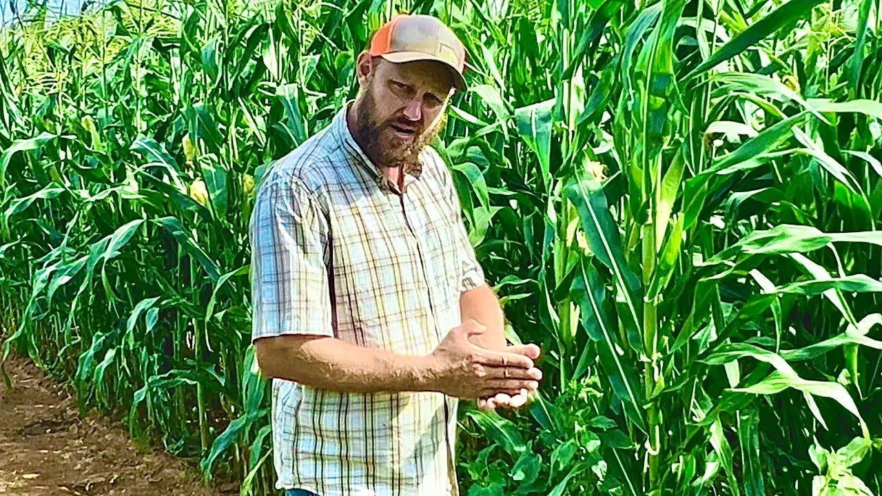 Strange corn field results! - YouTube