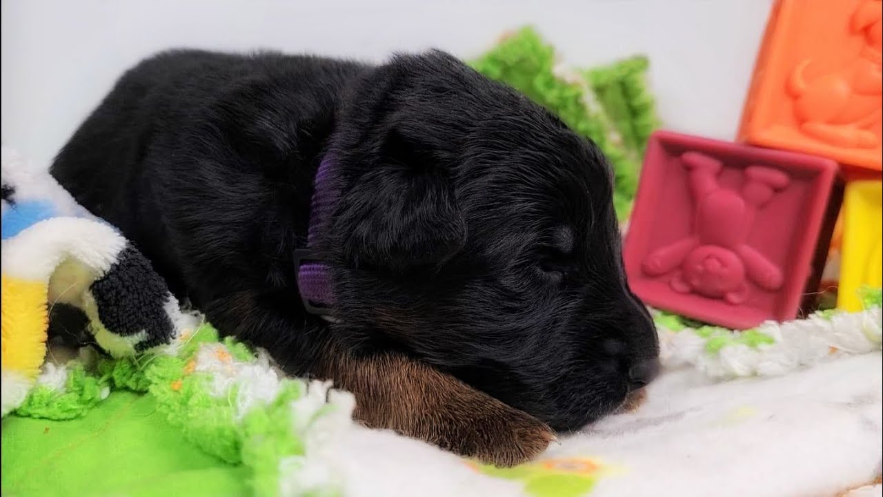 German Shepherd Puppy 1 week old - YouTube