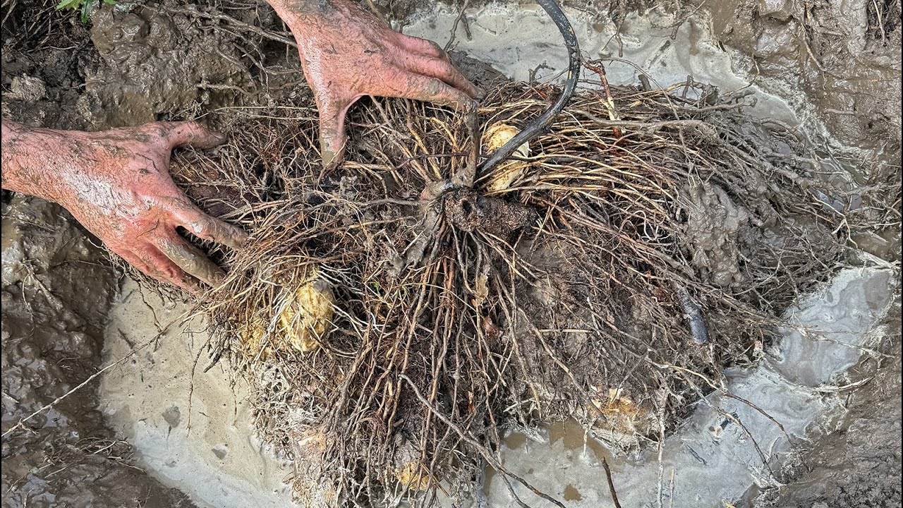 Most Massive Yam Ever (You won't believe what it weighs!!!) Digging a ...