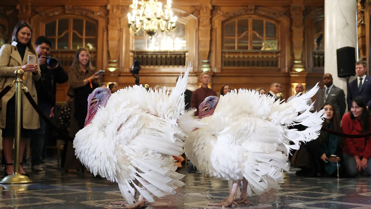 LIVE: Trump hosts the annual Thanksgiving turkey pardon | NBC News ...