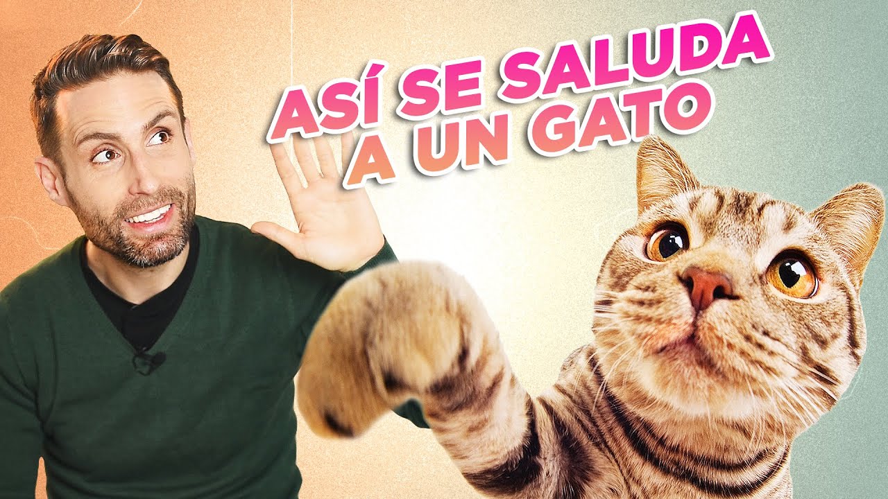 5 formas de ACERCARTE y SALUDAR A UN GATO (lo conozcas o no) 👋😻 | Cómo ...