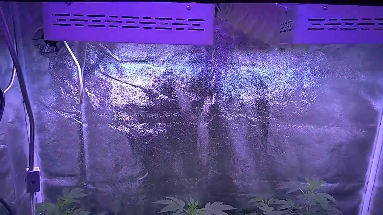 300 Watt LED Mars Hydro initial review. X-Nutrients experiment: Switch ...