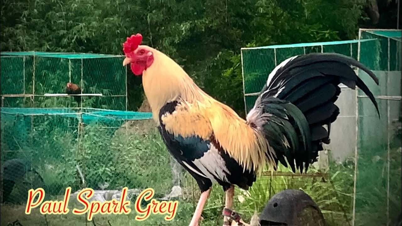 manok sa umaga,manok sa hapon manok maghapon. - YouTube