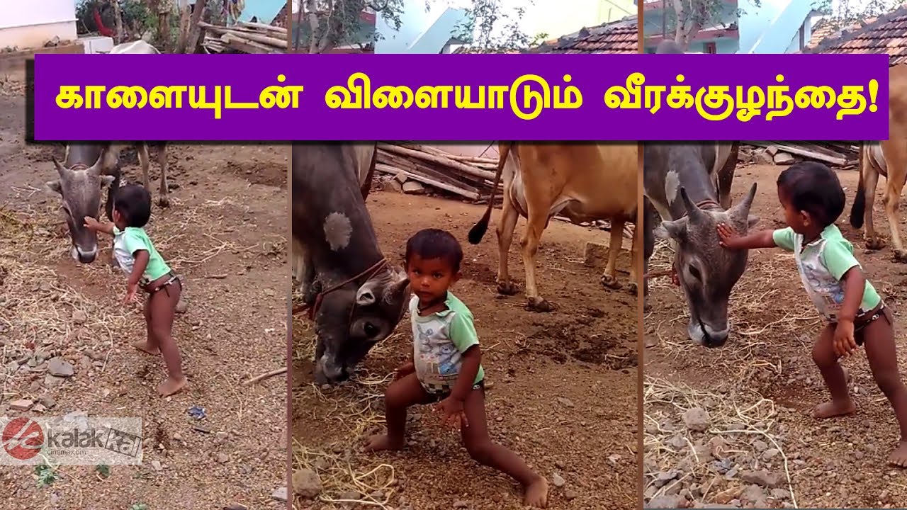 Brave Baby play with Bull | Jallikattu | Tamil Nadu - YouTube