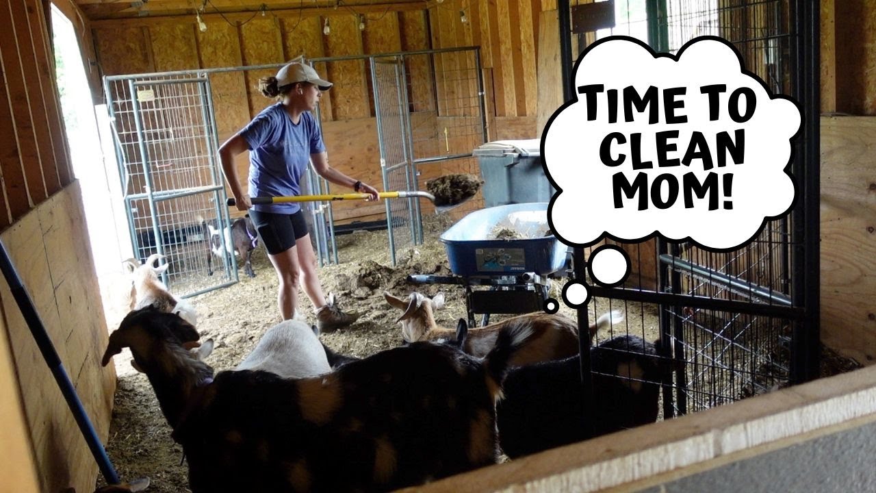 MASSIVE BARN CLEAN OUT! THIS WAS WAY MORE THAN I WAS READY FOR! - YouTube