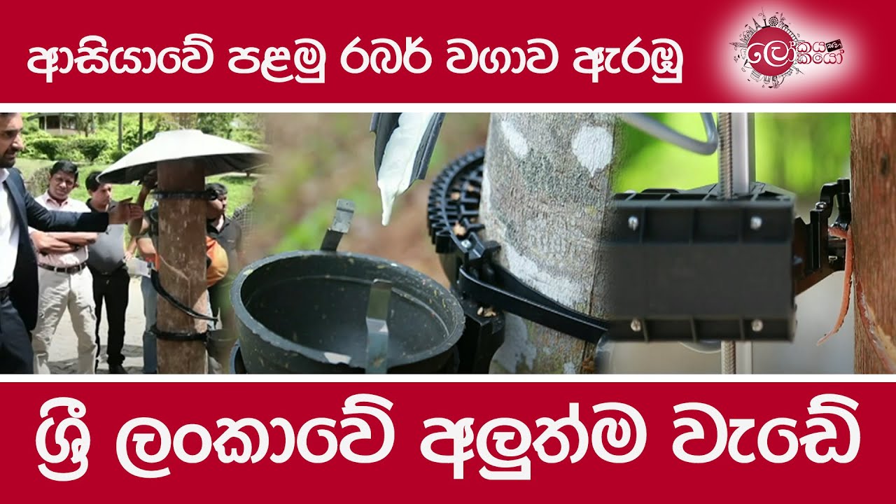 ආසියාවේ පළමු රබර් වගාව ඇරඹු ශ්‍රී ලංකාවේ අලුත්ම වැඩේ | Lokaya saha ...