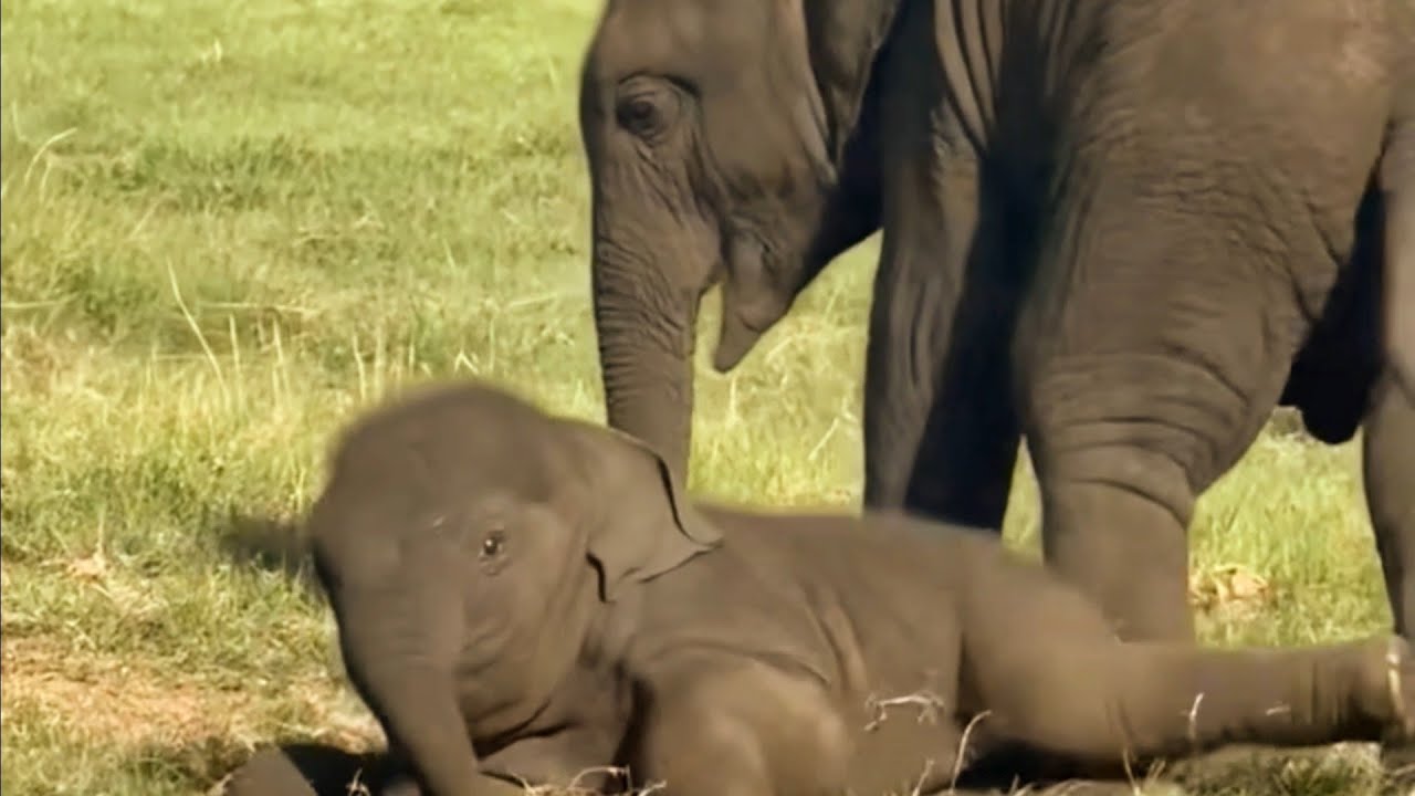 Wake Up, Bro! It's Time To Eat! Watch a Brother Elephant Waking Up His ...