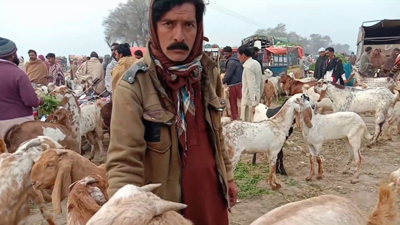 Low price in Bakra Mandi/Luddan Mandi Pakistan 2020 Bakra video/Bakra ...