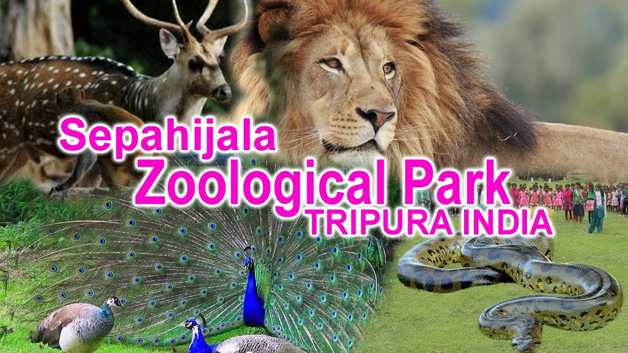 Sepahijala Zoological Park Tripura - YouTube