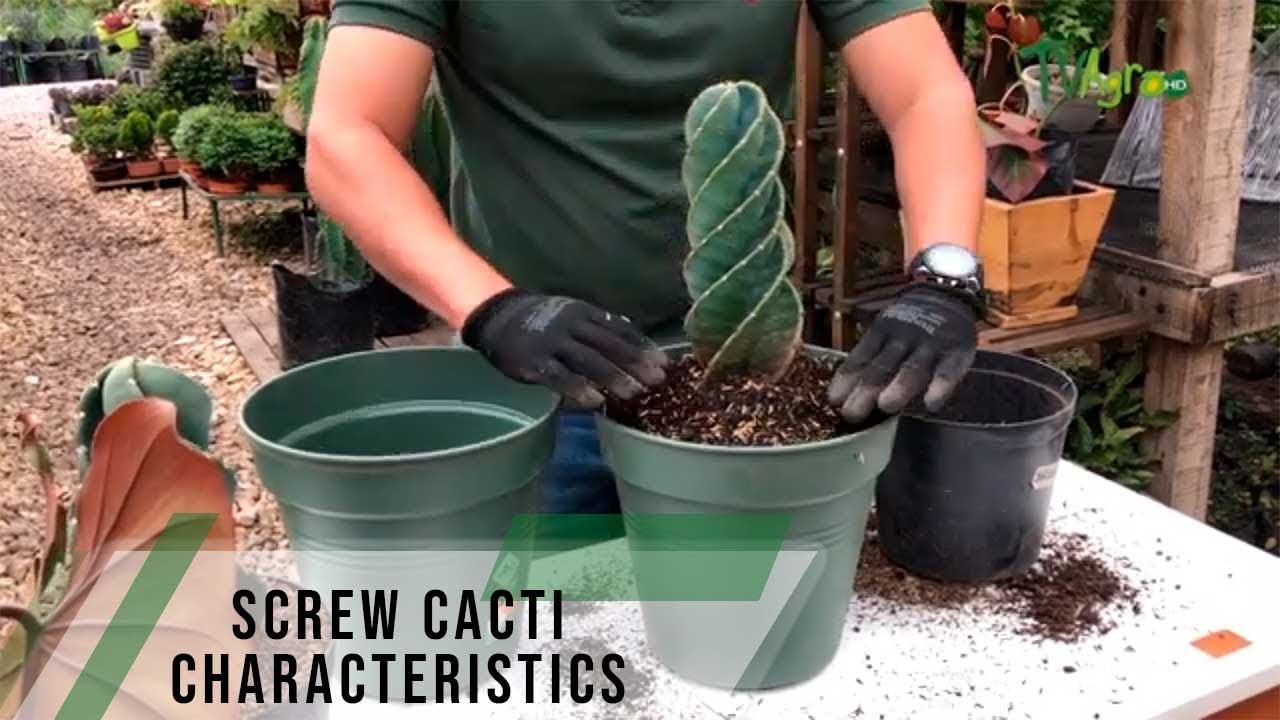 SCREW CACTI CHARACTERISTICS - YouTube