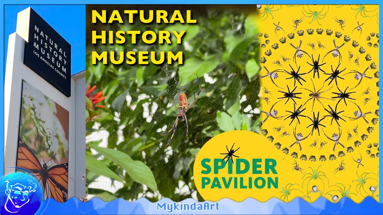 Orb Weaver Spiders | Spider Pavilion at Natural History Museum of Los ...