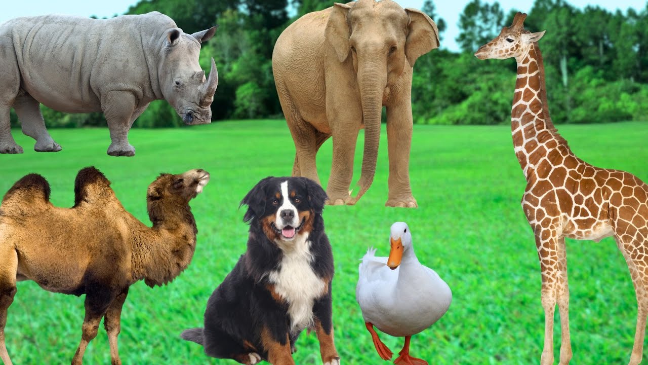 Unique Features Of Animals - Elephant, Giraffe, Rhinoceros, Ostrich ...