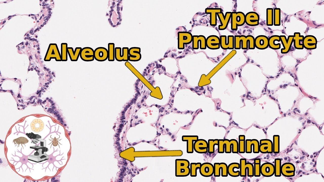 Bronchioles Histology Respiratory System – Collection Of Histology