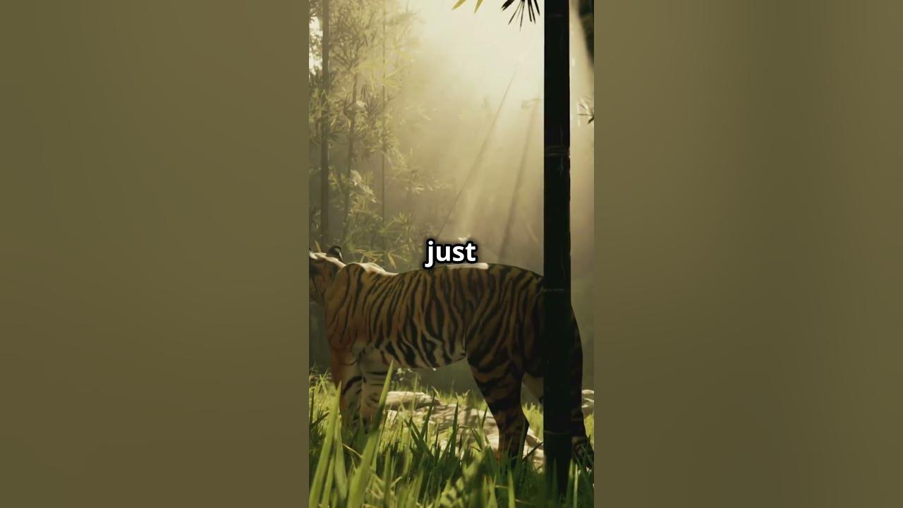 The Tiger—the largest and most powerful big cat in the world - YouTube