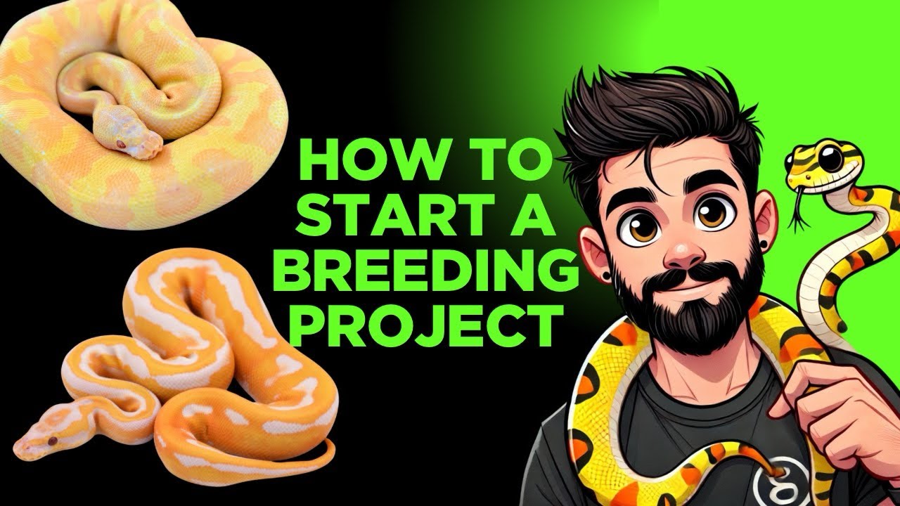 HOW TO START A BALL PYTHON BREEDING BUSINESS/BREEDING PROJECT WITH JUST ...