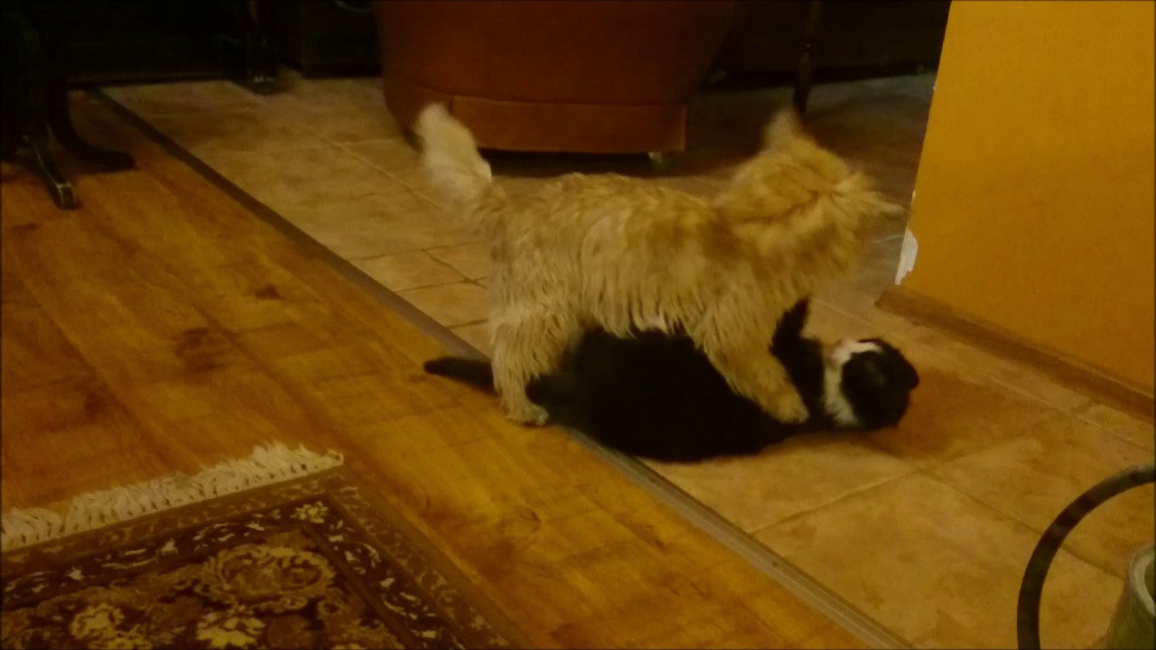Kass ja koer - YouTube
