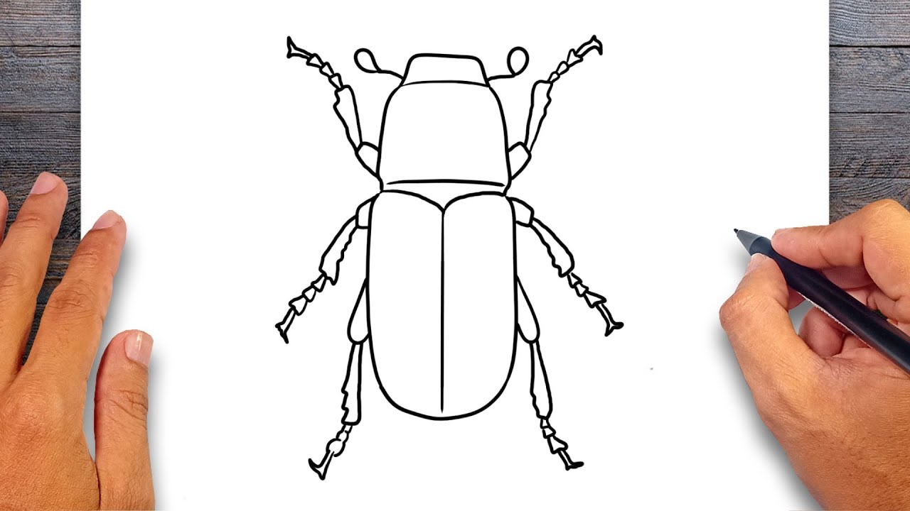 How to draw Bark Beetle - Insect Drawing - YouTube