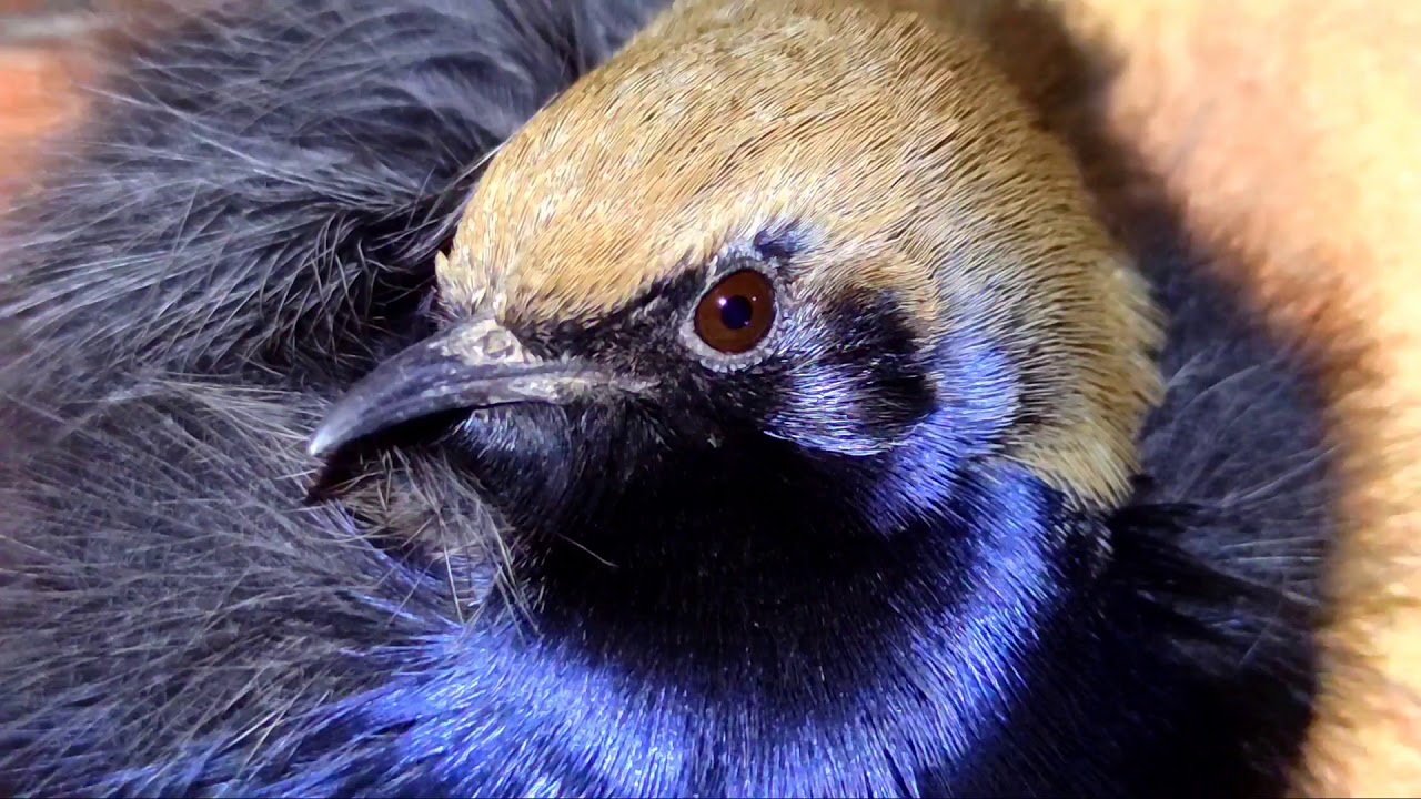Indian Robin sleeping in its nest | NATURE EXPLORER - YouTube