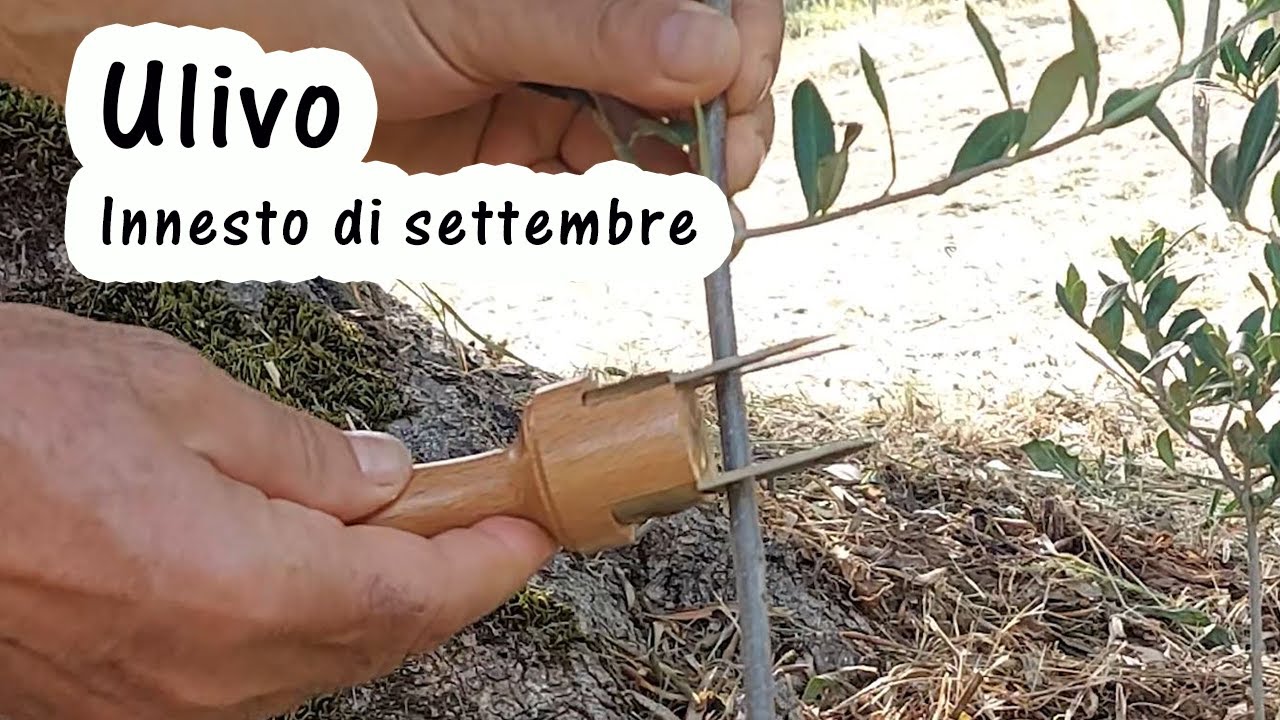 Innesto a zufolo dell'ulivo. Quando innestare l'olivo a gemma dormiente ...