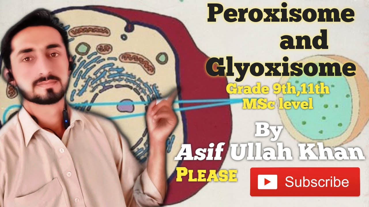 Peroxisome and glyoxisome - YouTube