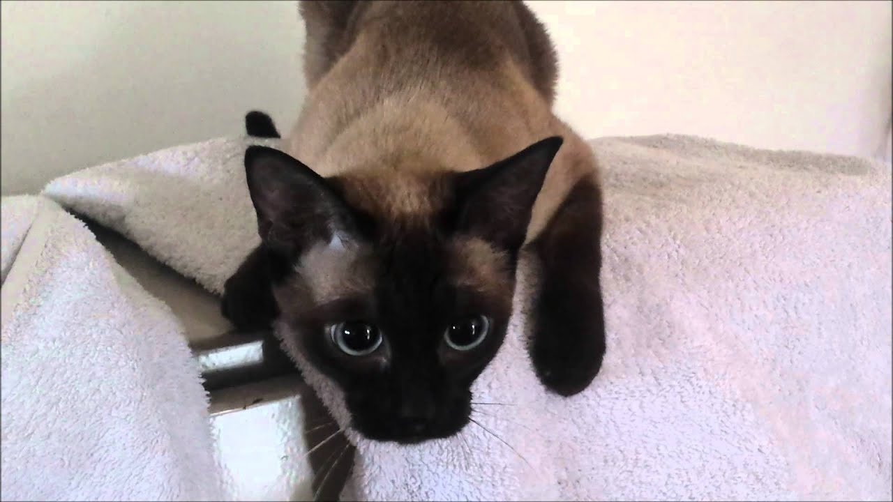 Fight with Siamese cat - YouTube
