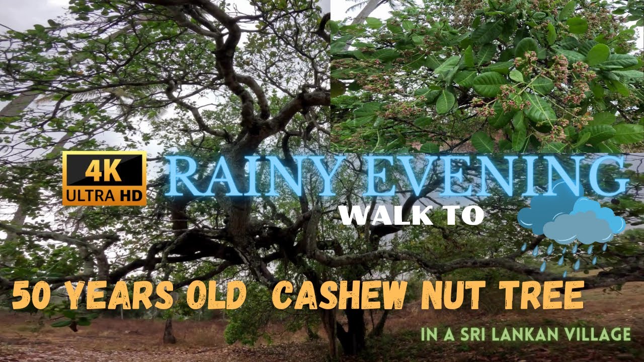 Quenepa Tree Pictures