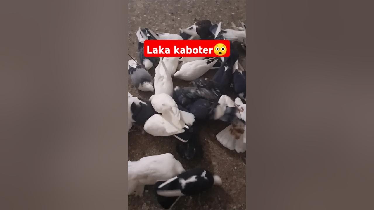 Laka kabootar 😲😲 #shorts #short - YouTube