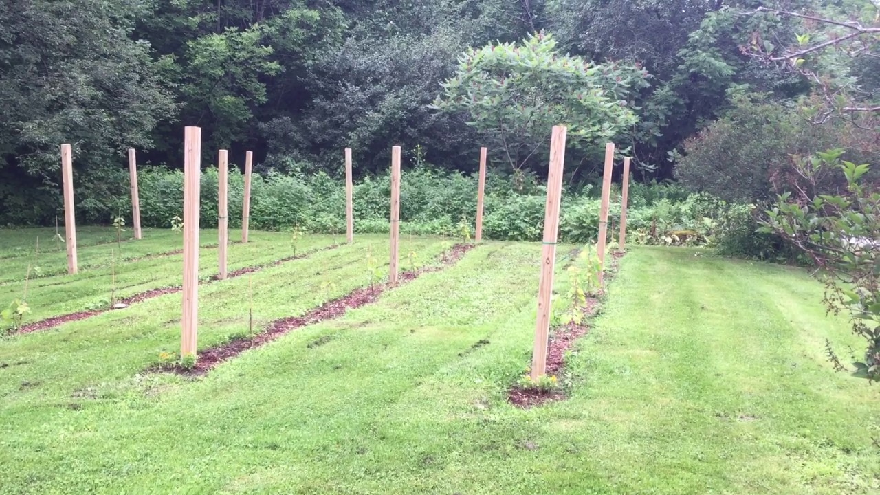 1 year old Grape Vines Part #6 - Mid Summer Check on Grape Vines in ...