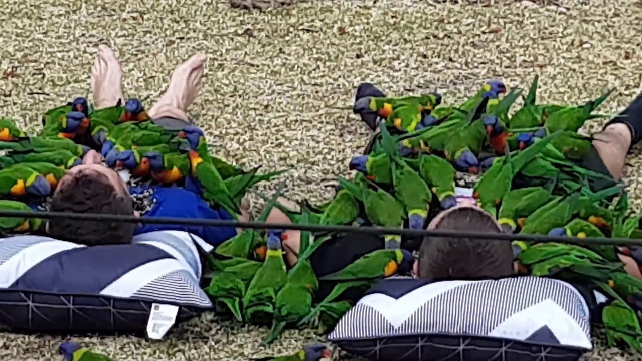 2 people attacked by angry birds - YouTube