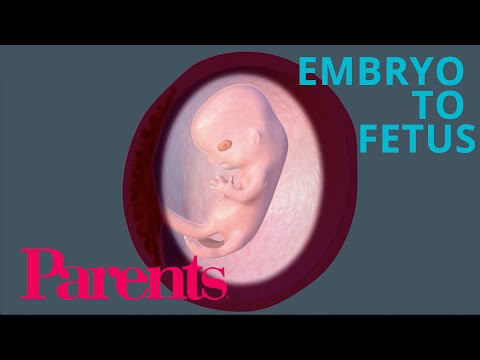 Embryo to Fetus: Weeks 9-12 of Pregnancy | Parents