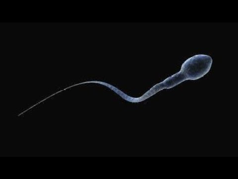 Sperm Vs Tadpoles: Are They The Same? - YouTube