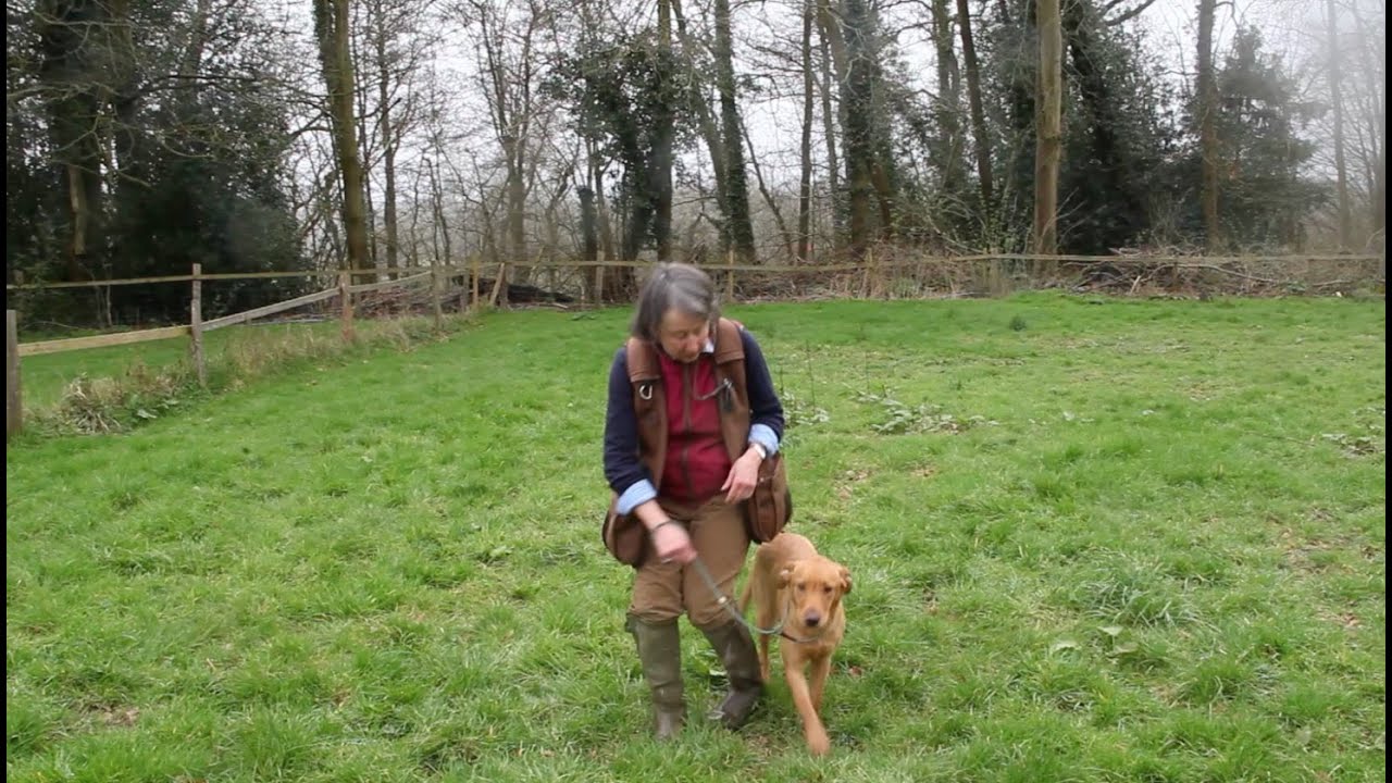 Heelwork with 7 month old Labrador retriever, Isla. - YouTube