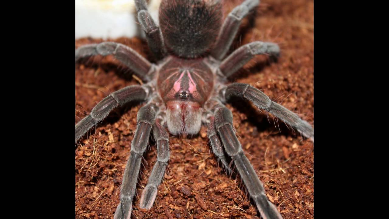 spider collection video - YouTube