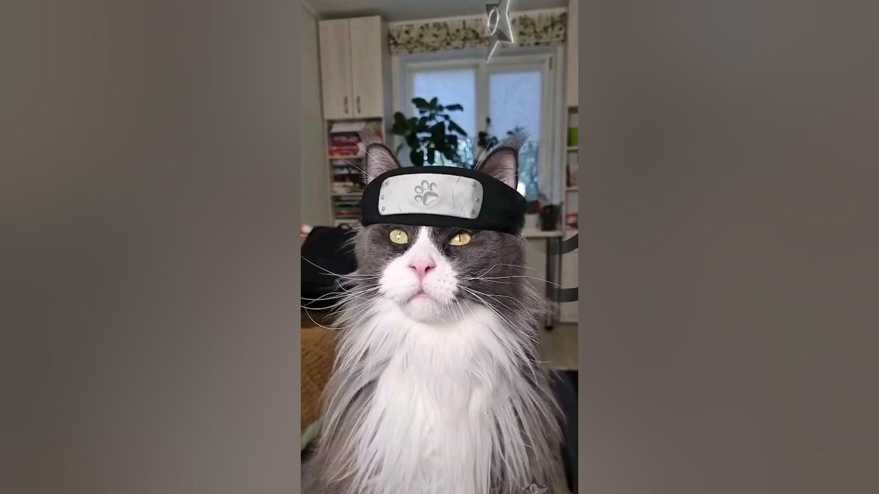 КОТ ПЕРЕСМОТРЕЛ НАРУТО...📽🦊Cat revised Naruto... #shorts #trending # ...