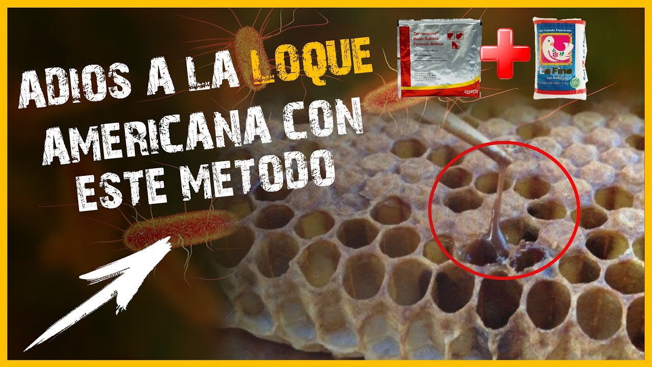 Como ELIMINAR LA LOQUE AMERICANA de una colmena de abejas? | 👉LOQUE ...